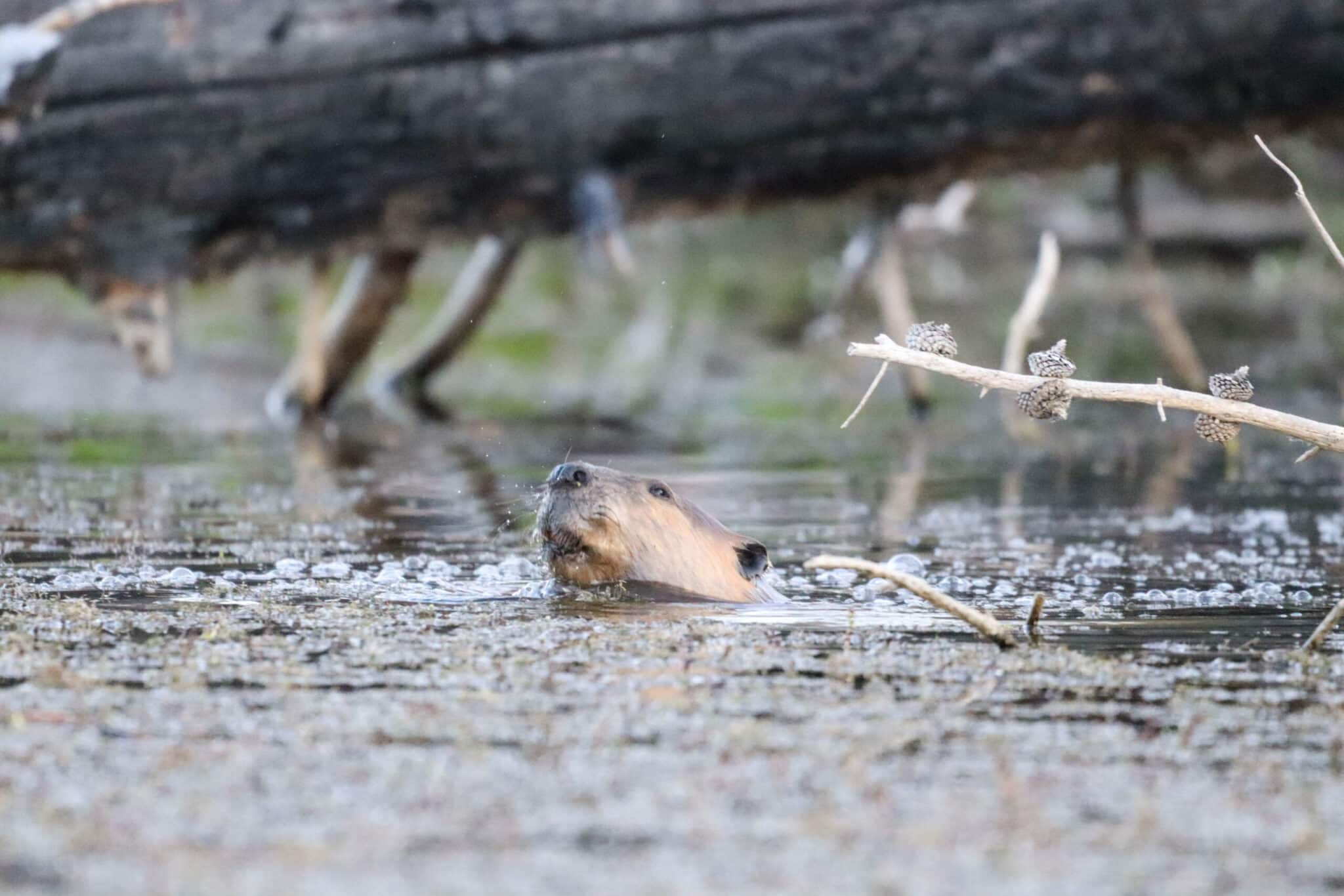 Expert Beaver Control Services | Humane Solutions
